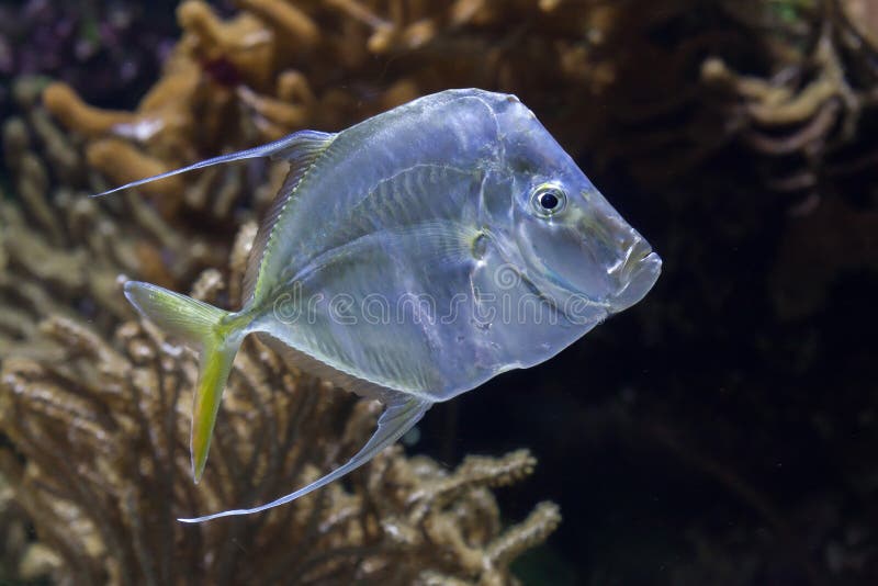 Lookdown Selene vomer. stock image. Image of ocean, reef - 81402587