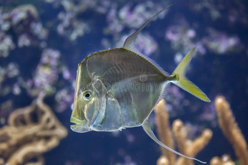 Lookdown Selene vomer. stock photo. Image of swimming - 82278276