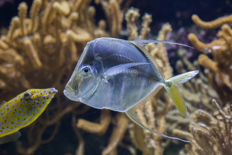 Lookdown Selene vomer. stock image. Image of gulf, actinopterygii ...