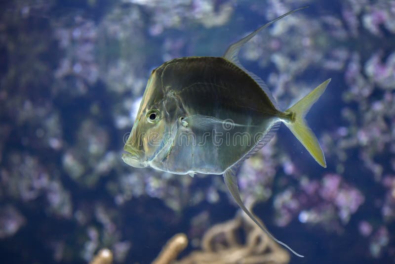 Lookdown Selene vomer. stock photo. Image of aquarium - 85935744