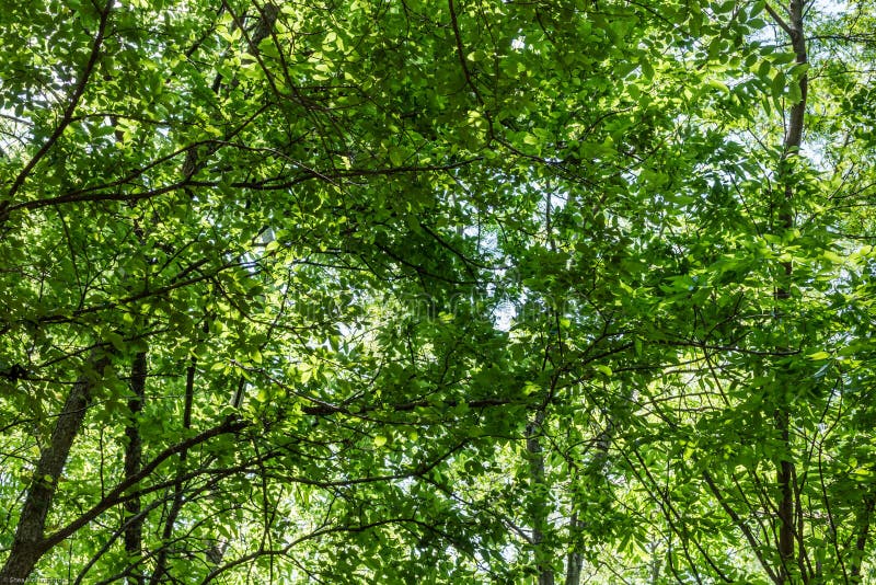 Lookiing Up through Tree Canopy in Mid Spring Stock Photo - Image of ...