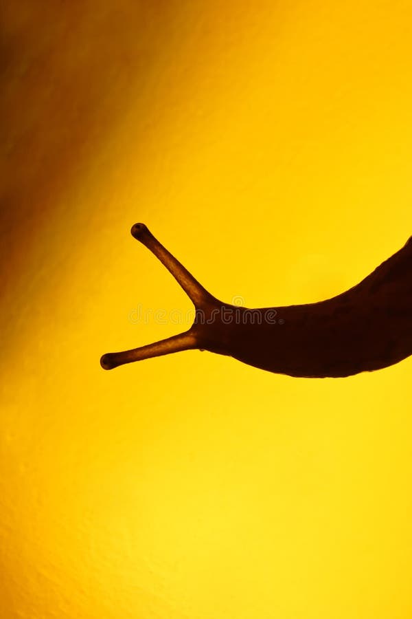 Looking in stock image. Image of sensor, bottle, animal - 1951373