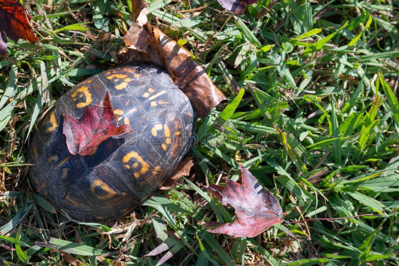 Looking from Above, Top of an Eastern Box Turtle Shell. Stock Photo ...