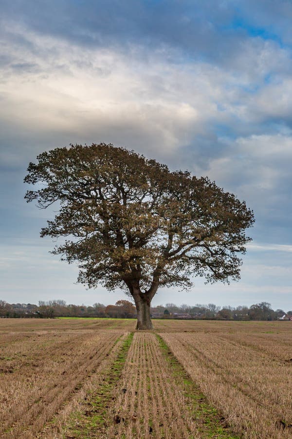Looking Along Lines of Field Stubble in a Field, at a Nearly Bare Tree ...