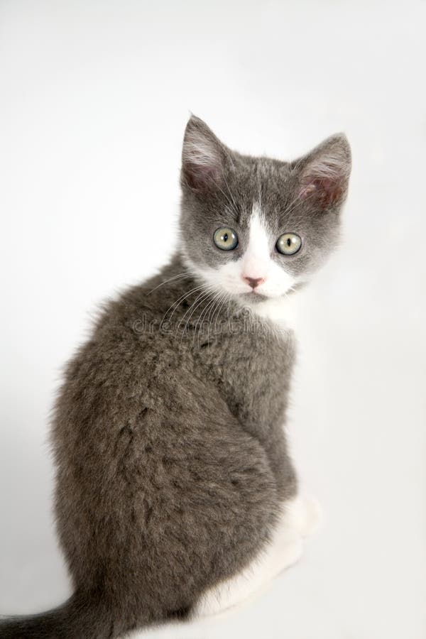 Looking around stock photo. Image of short, pets, kitty - 2438646