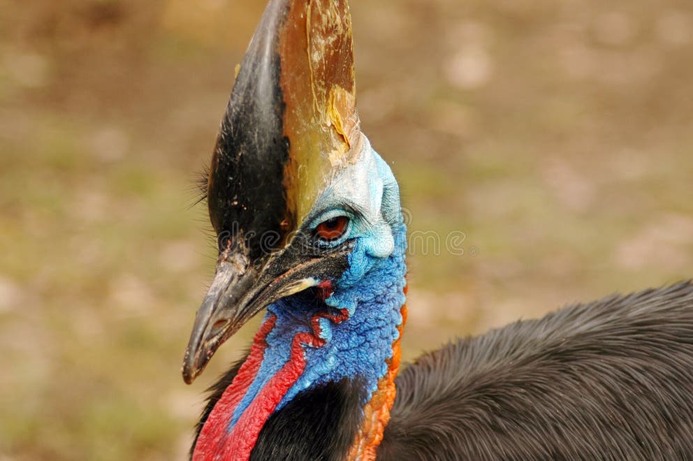 Looking askance. stock photo. Image of bird, casuaridae - 11726624