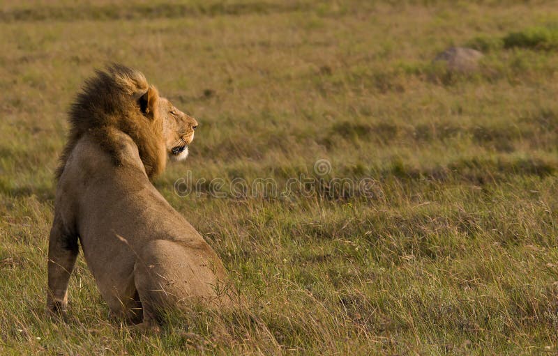 Male lion stock photo. Image of natural, outdoors, animal - 17213892