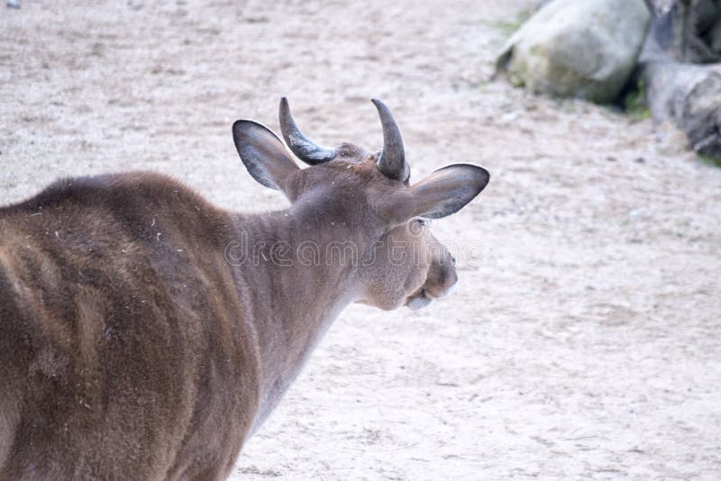 Young deer back view stock photo. Image of foreground - 30845626