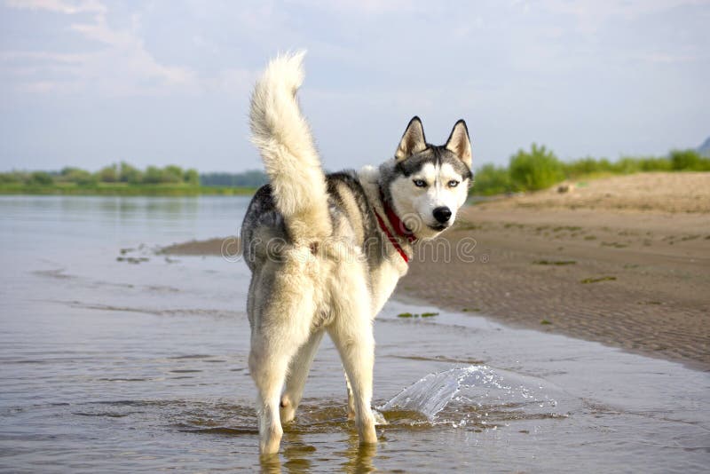 Looking back Huskies stock image. Image of tail, turned - 56022865