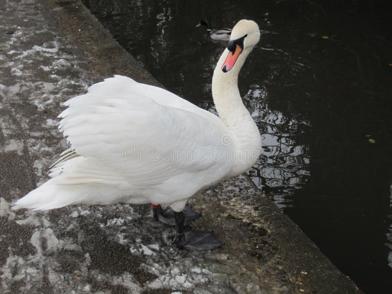 Swan looking back stock image. Image of wild, feathers - 49690905