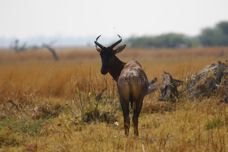Looking back stock photo. Image of botswana, damiliscus - 64882854