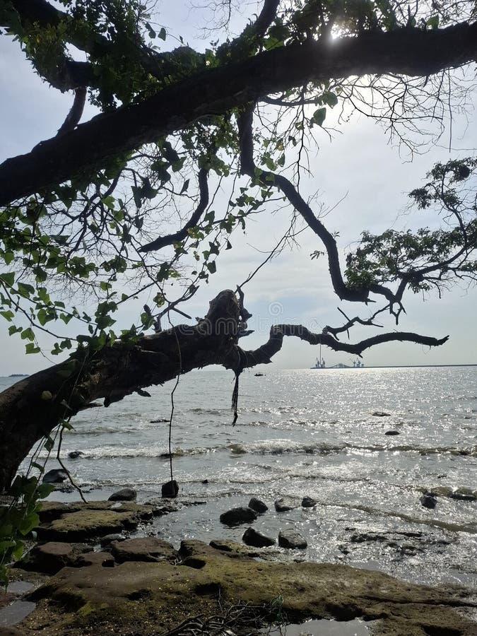 Looking at the Beach from Under a Shady Tree? Stock Photo - Image of ...