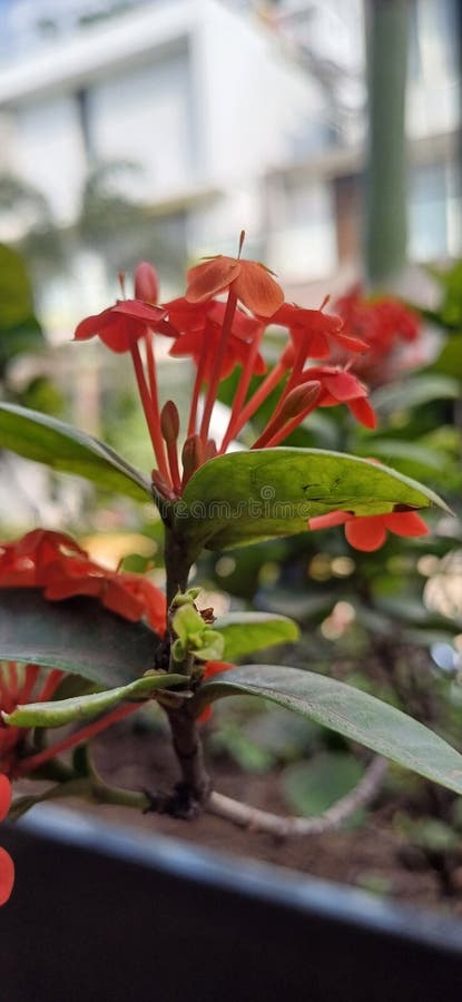 Looking so Beautiful ???? Nice Pic and Beautiful Flowers Stock Image ...