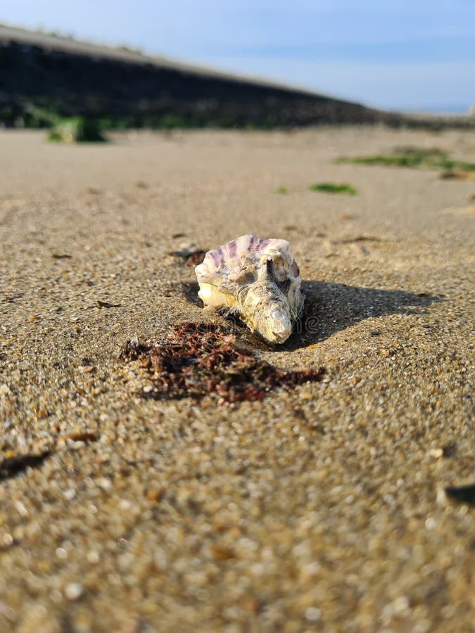 Looking for Beautiful Shells at the Beach Stock Photo - Image of ...