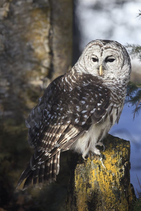 Looking behind stock photo. Image of scenery, noctural - 36614208