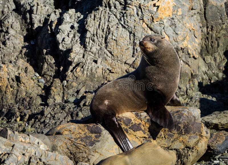 Looking Behind Seal stock image. Image of resting, wild - 41048315
