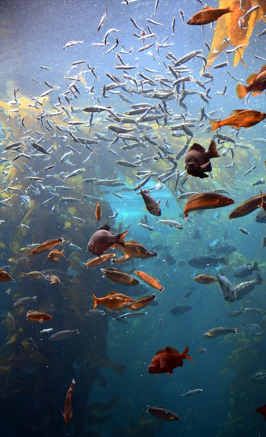 Looking for the Best Fish Eating Stock Image - Image of tourists ...