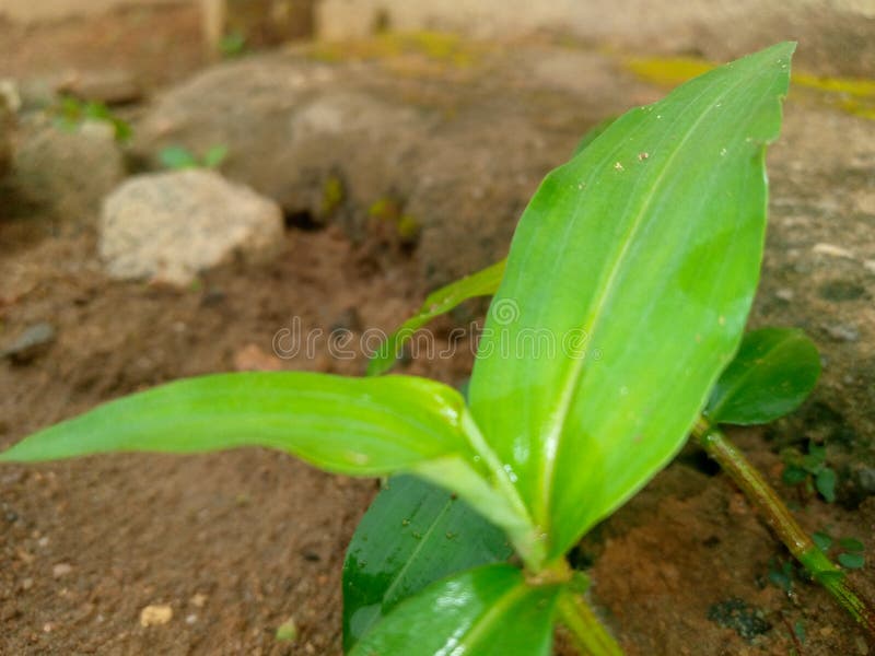 Looking Far Beyond from the Top Stock Photo - Image of calzada ...