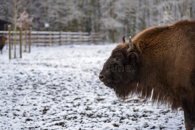 Bison On The Cold Winter Landscape Of The Prairies Stock Photo - Image ...