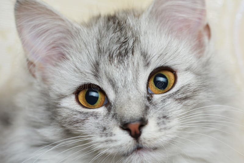 Looking in camera cat stock photo. Image of animals - 110474392