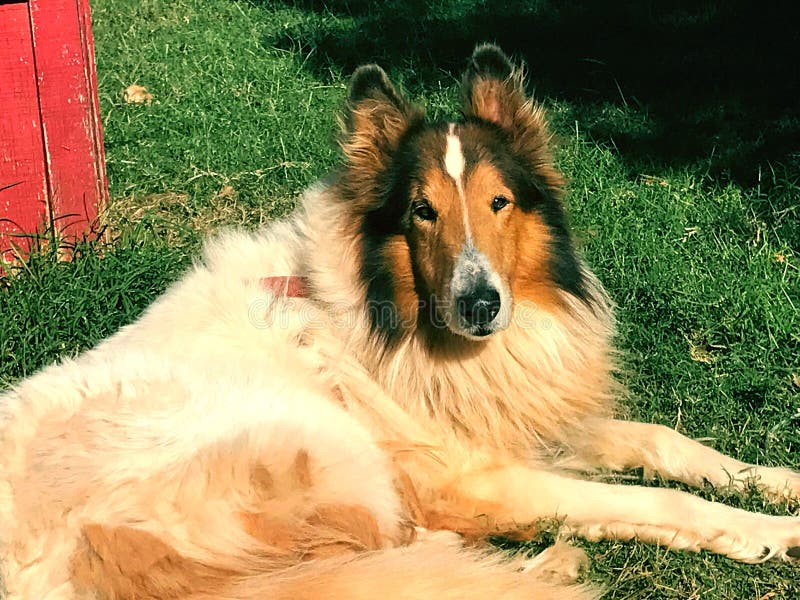 Laying focused dog stock photo. Image of laying, looking - 103353422