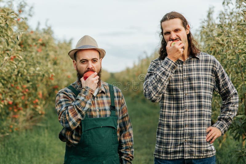 Looking at Camera Two Male Farmer in Sync Throw Apple Up Hand Then ...