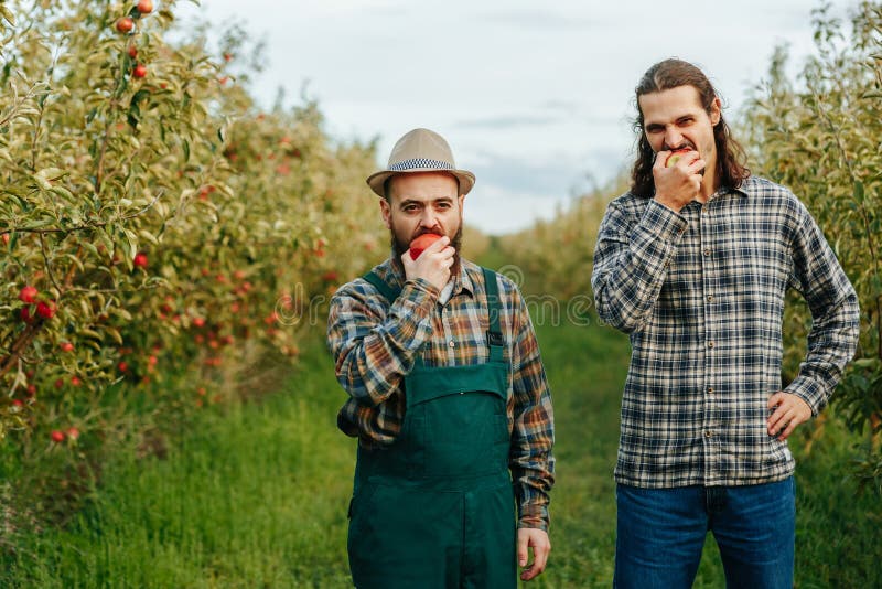 Looking at Camera Two Male Farmer in Sync Throw Apple Up Hand Then ...