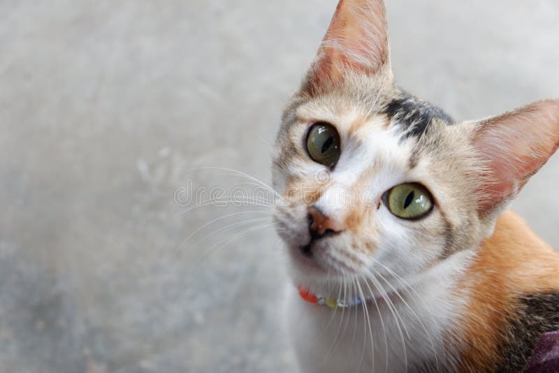 Looking Cat Beautiful Eyes and Cute Stock Photo - Image of wildcat ...