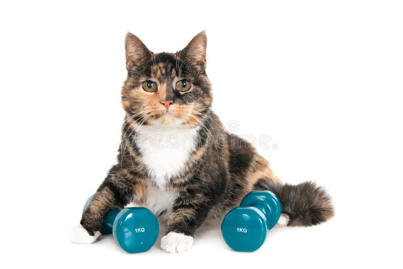 Cat with dumbbells stock photo. Image of lifting, active - 40660536
