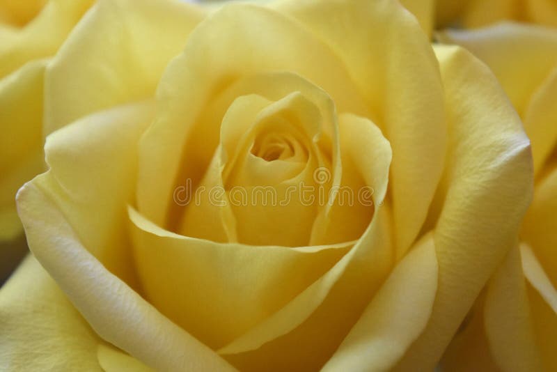 Looking Center Flowering Yellow Rose Stock Photos - Free & Royalty-Free ...