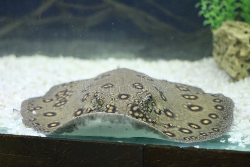 Looking through Clear Glass Sea Rays or Eagle Rays Swimming in a Tank ...