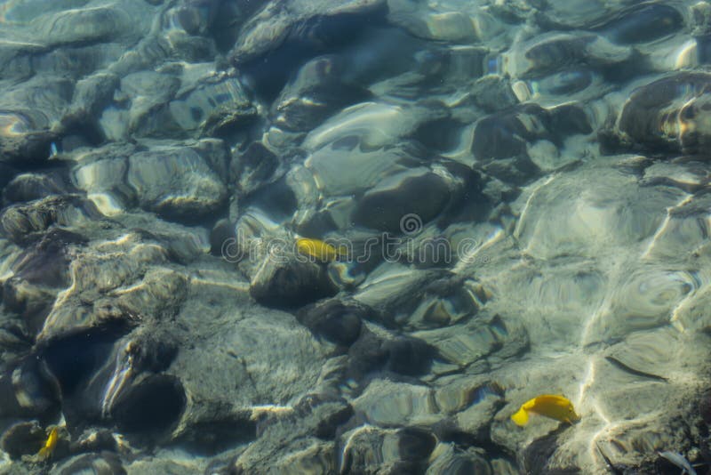 Looking into Clear Water with Little Yellow Fish Stock Image - Image of ...