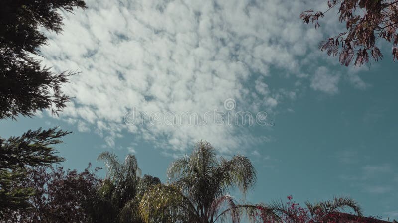 Looking through Clearing of Trees at a Time Lapse of Clouds Stock ...