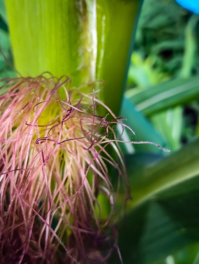 Looking Closely at the Details of Corn Cob Hair Stock Image - Image of ...