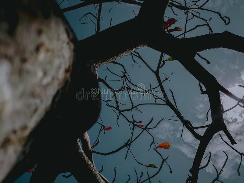 Looking at the Clouds Under a Tree that is Being Worn Out Stock ...