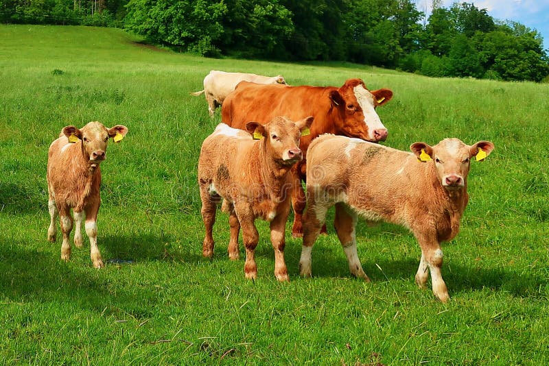 Looking cows stock image. Image of looking, agriculture - 184788327