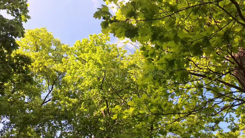 Looking into the Crowns of Leafy Trees. Concept of Spring Scenery and ...