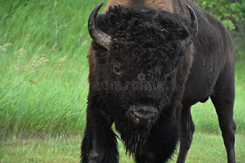 Looking Directly into the Face of a Buffalo Stock Image - Image of ...