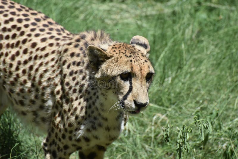 Close Up Look at a Cheetah Licking His Nose with His Tongue Stock Image ...