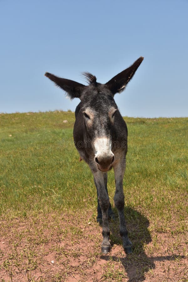 Looking Directly into the Face of a Dark Colored Burro Stock Image ...
