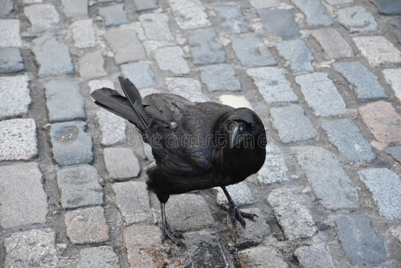 Looking Directly into the Face of a Large Black Crow Stock Image ...
