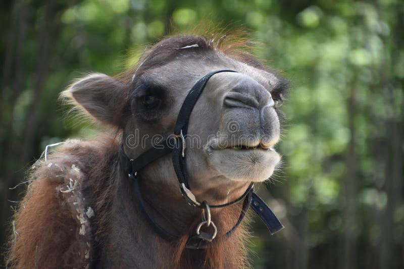 Looking Directly Face Large Camel Stock Photos - Free & Royalty-Free ...