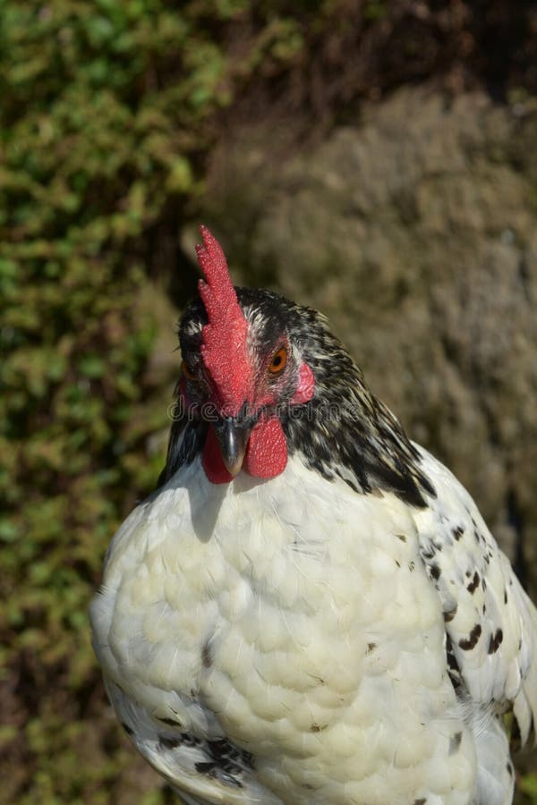 Looking Directly into the Face of a Lovely White Chicken Stock Photo ...