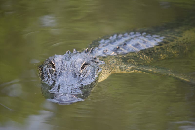 Gator Stock Photos - Download 5,725 Royalty Free Photos