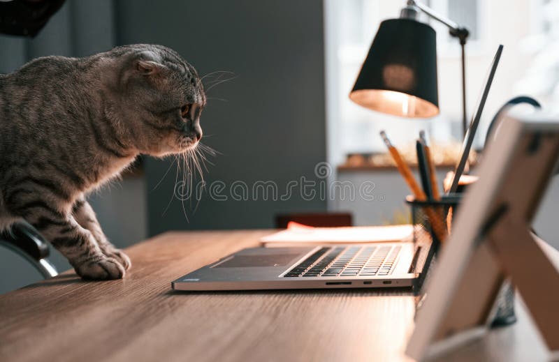 Looking at Display. Cute Scottish Fold Cat is Sitting by the Table with ...