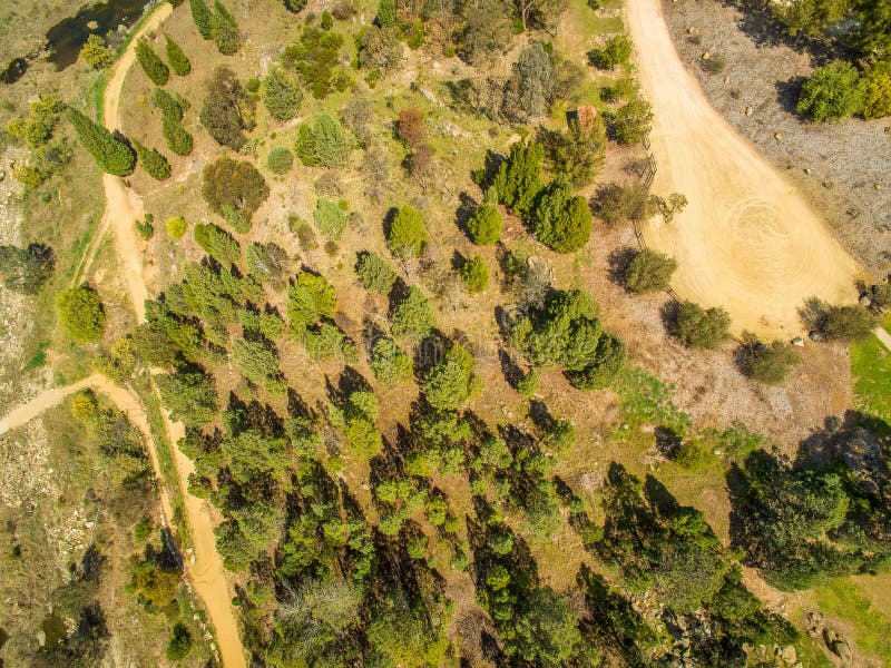 Conifer Trees with Shadows. Stock Image - Image of aerial, trees: 128849267