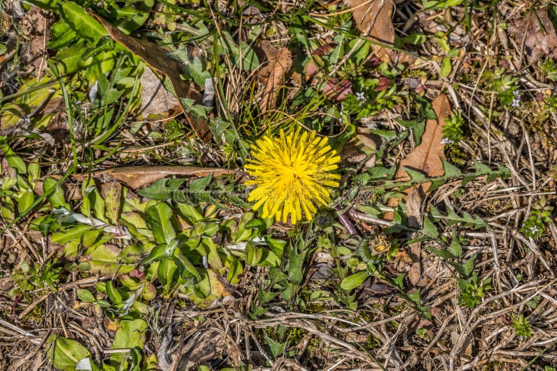 One dandelion closeup stock image. Image of march, herbal - 245809465
