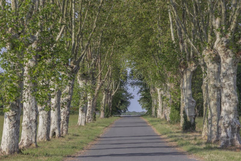 Looking Down an Alleyway of Trees Along a Road Stock Image - Image of ...