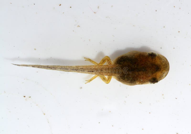 Spring Peeper Tadpole stock image. Image of wildlife - 300098793