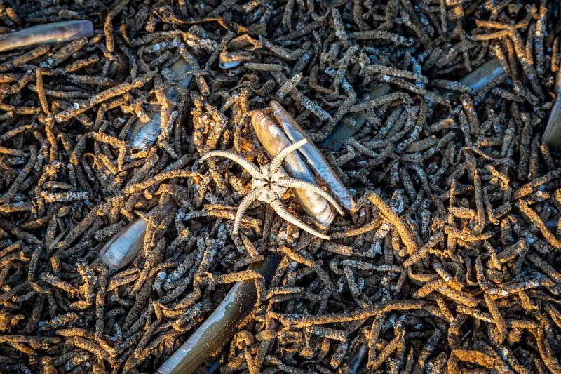 A Brittle Star Washed Up on a Merseyside Beach Stock Photo - Image of ...